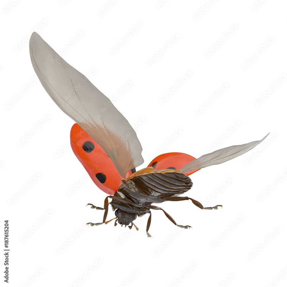 Ladybug flying on white. 3D illustration Stock Illustration | Adobe Stock