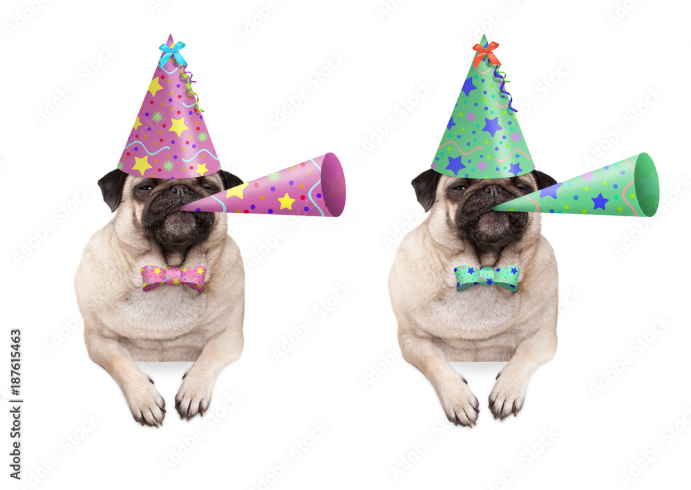 adorable pug puppy dog hanging with paws on blank banner, wearing ...