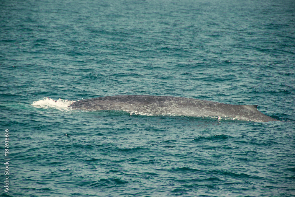 One Huge Wild blue whale dives in indian ocean. Wildlife nature ...