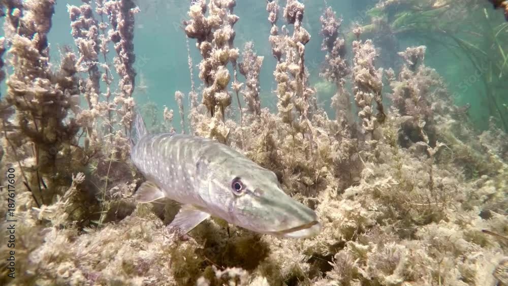 Freshwater fish Northern pike (Esox lucius) in the beautiful clean ...