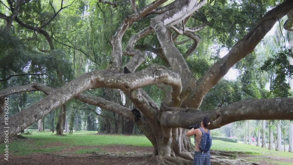 Tourist Snapping Photos of a Tropical Tree in Sri Lanka vídeo do Stock ...