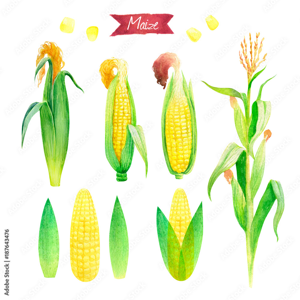 Watercolor illustration of fresh maize plant, ears, leaves and seeds ...