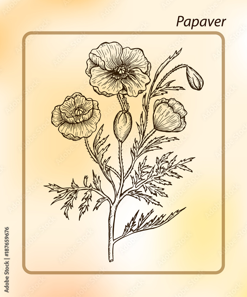 Papaver rhoeas. Poppy. Hand drawn Sketch Vector Illustration. Drawing ...