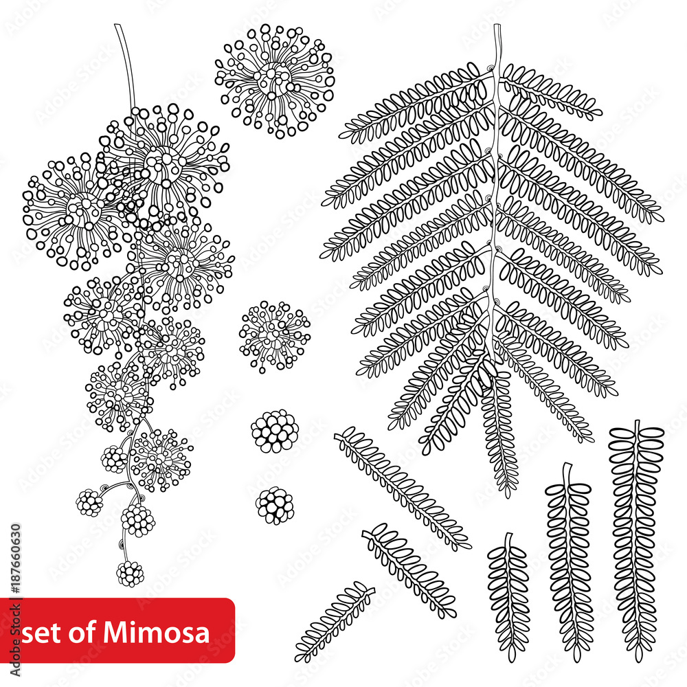 Vector set of outline Mimosa or Acacia dealbata or silver wattle flower ...
