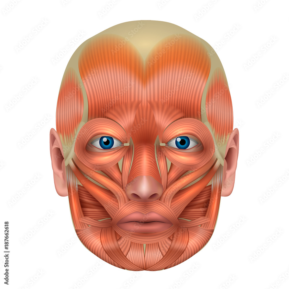 Muscles of the face detailed bright anatomy isolated on a white ...