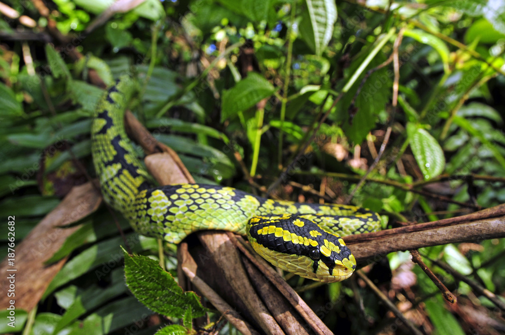 Ceylon-Lanzenotter (Trimeresurus trigonocephalus) - Ceylon pit viper ...