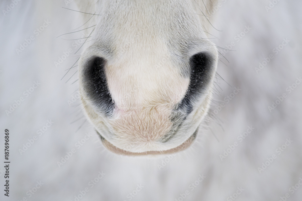 Horse Nose Close Up Stock Photo | Adobe Stock