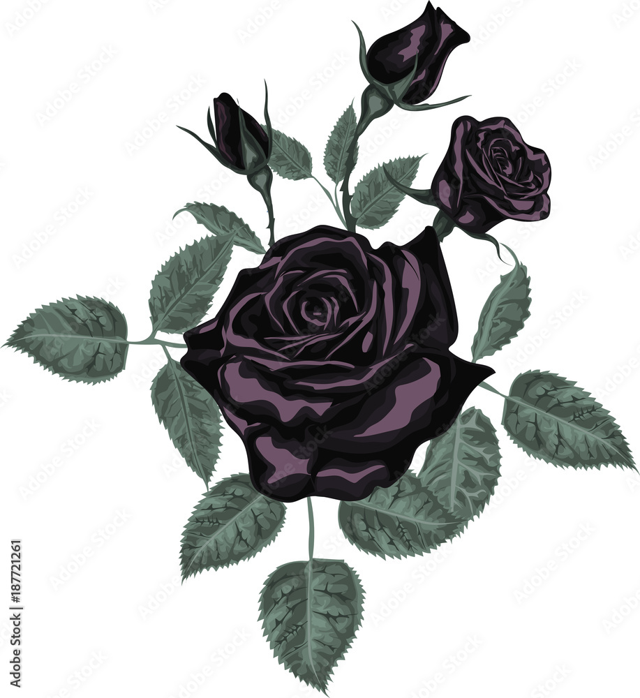 Black Roses - Vector Stock Vector | Adobe Stock