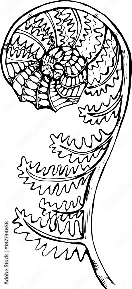 Black and white fern illustration in a spiral. Young fern leaf. Stock ...