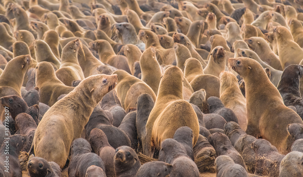 Huge Seal Colonies, Cape Cross Seal Reserve in the Skeleton Coast ...