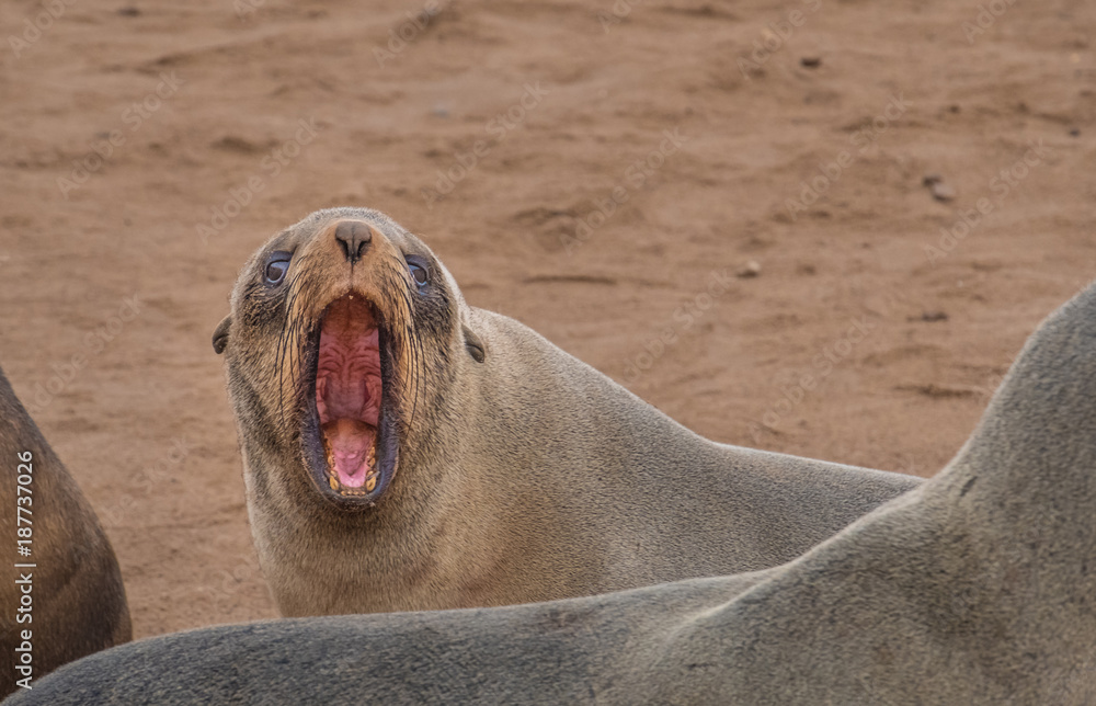 Cape Cross Seal Reserve in the Skeleton Coast, Namib desert, western ...