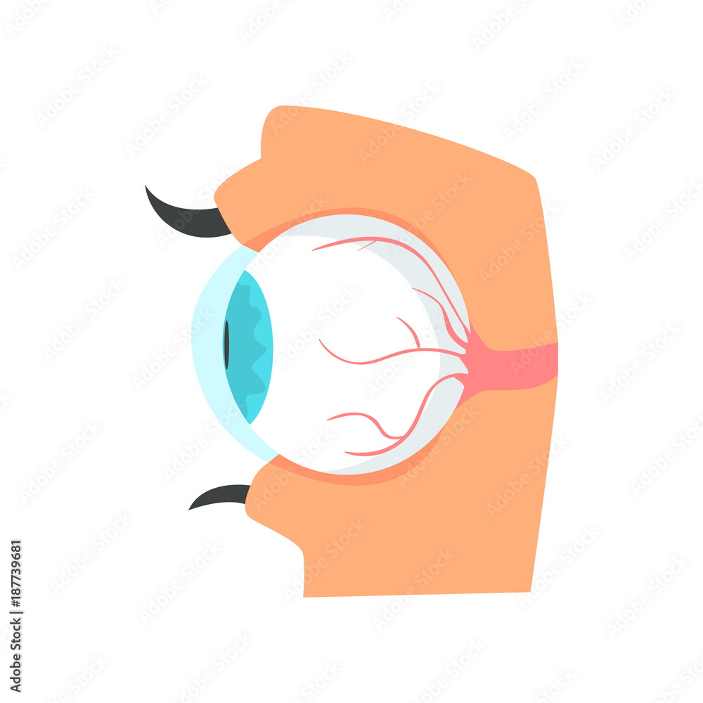 Eyeball, anatomy of human eye cartoon vector Illustration Stock Vector ...