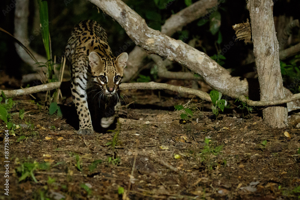 Poster Very rare ocelot in the night of brazilian jungle, endangered ...