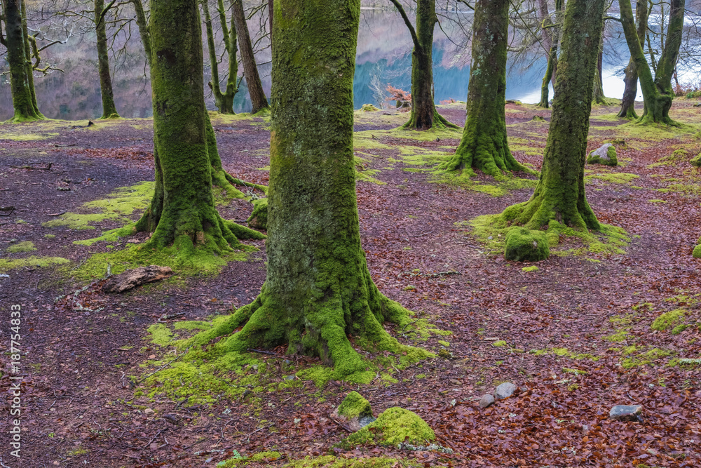 Landscapes alongh the shores of Loch Ness, a large, deep, freshwater ...