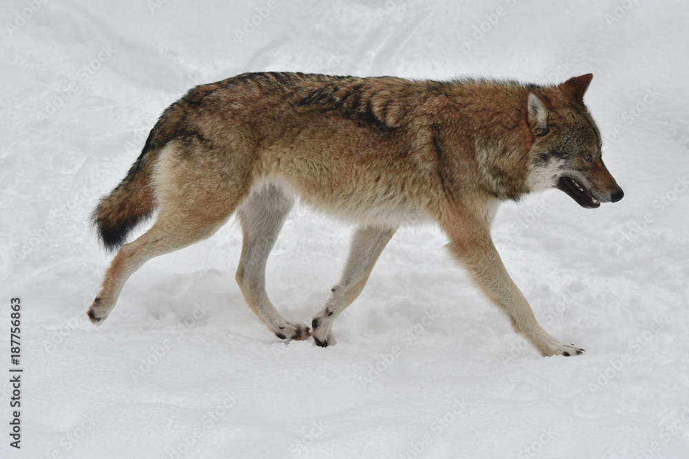 Wolf Lauf Stock-Foto | Adobe Stock