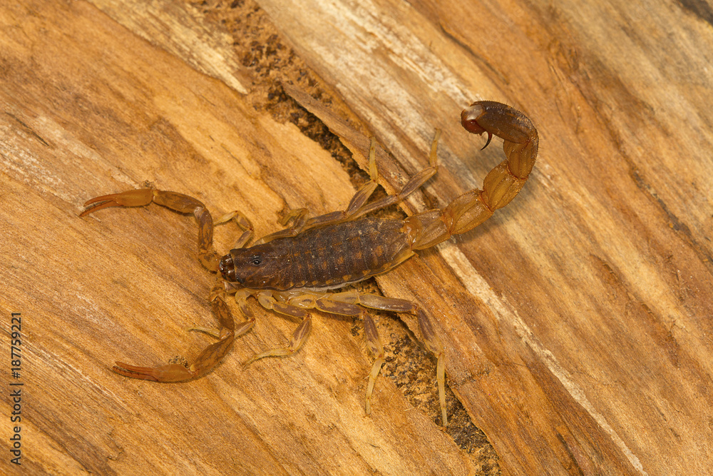 Fat tailed scorpion, genus Lychas from Pondicherry, Tamilnadu, India ...
