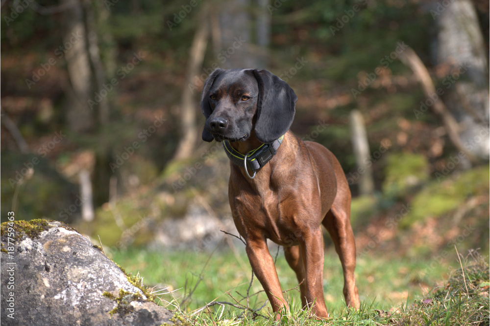Bayerischer Gebirgsschweisshund Stock-Foto | Adobe Stock