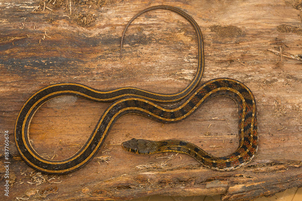 Buff striped keelback snake, Amphiesma stolata from Kaas plateau ...