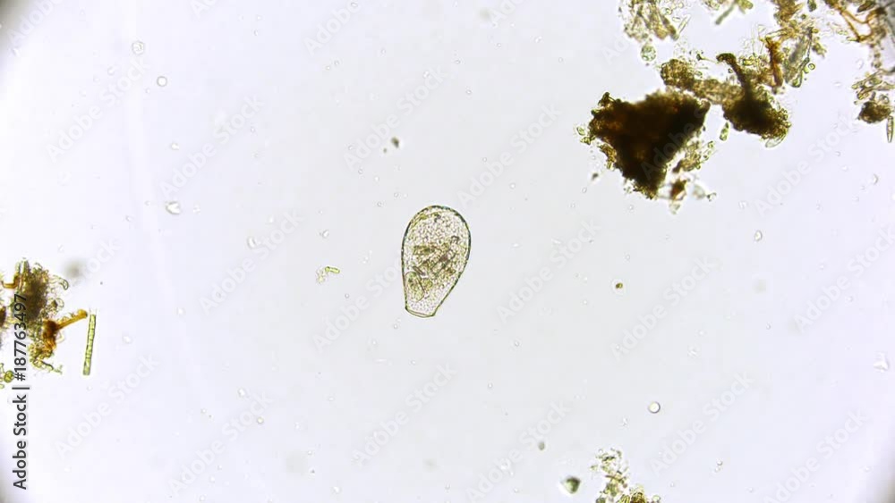 unicellular microorganism under the microscope Stock Video | Adobe Stock