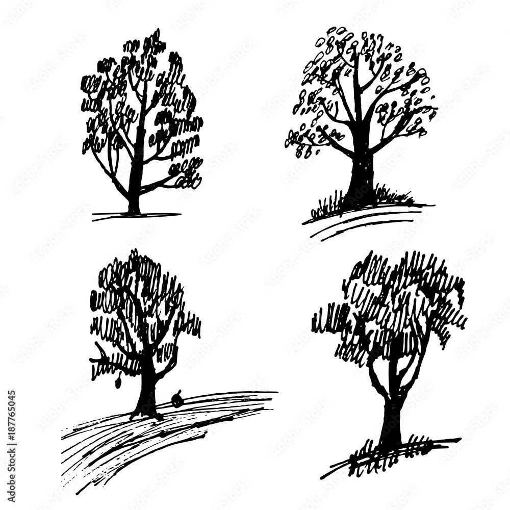 drawing of a set of four leafy trees sketch of a hand-drawn vector ...