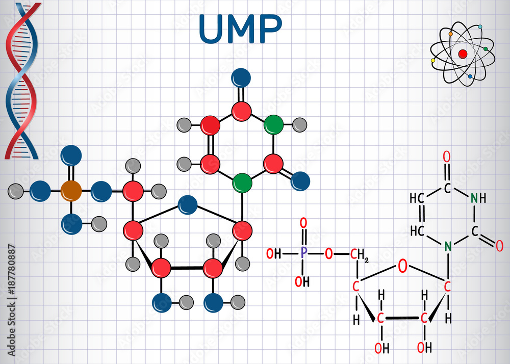 Uridine monophosphate (UMP) nucleotide molecule, monomer in RNA ...