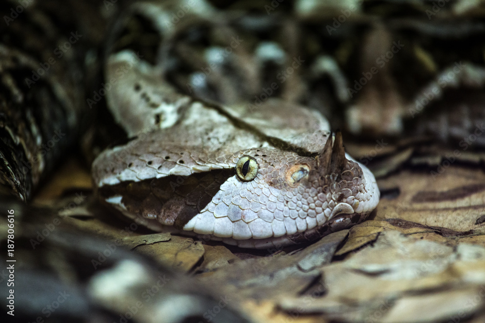 Zagreb zoo Gabon viper Stock Photo | Adobe Stock