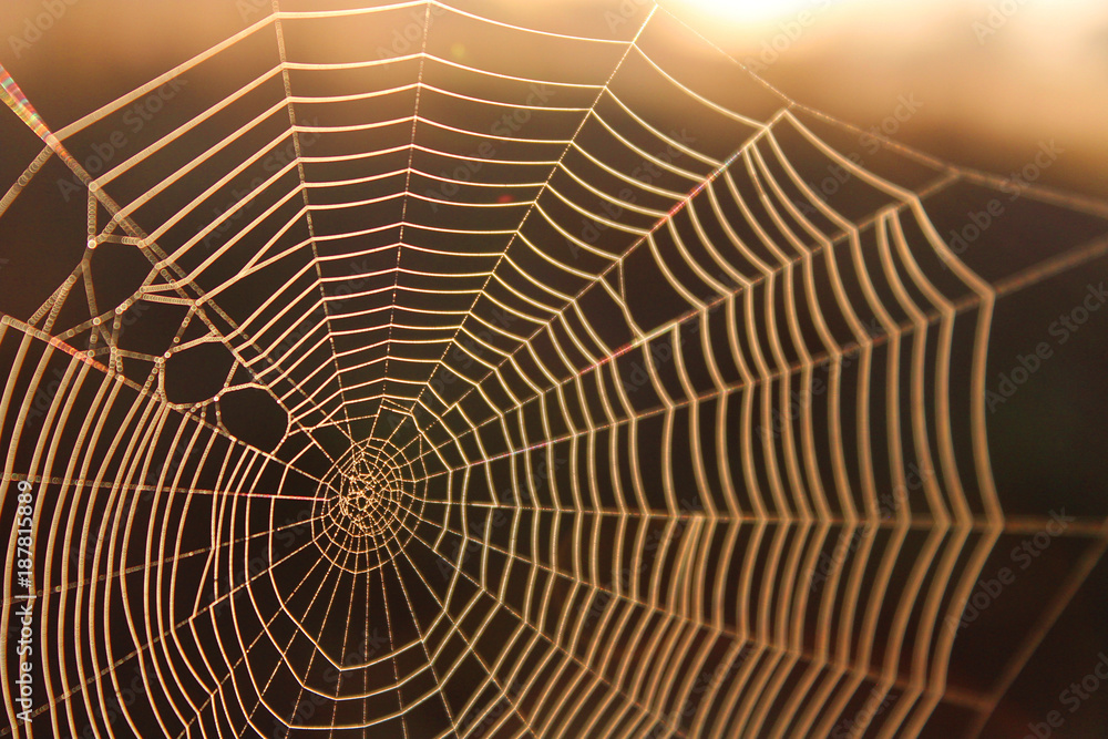 Macro Shot of a Spider Web in the Sunshine Background Texture Stock ...