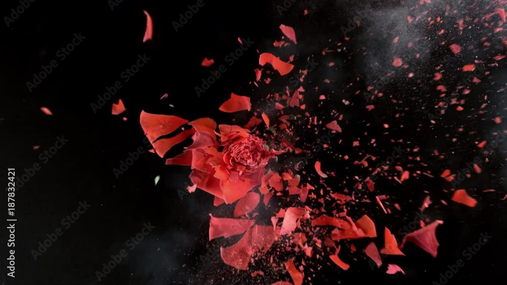 Bright red rose exploding in super slow motion Stock Video | Adobe Stock