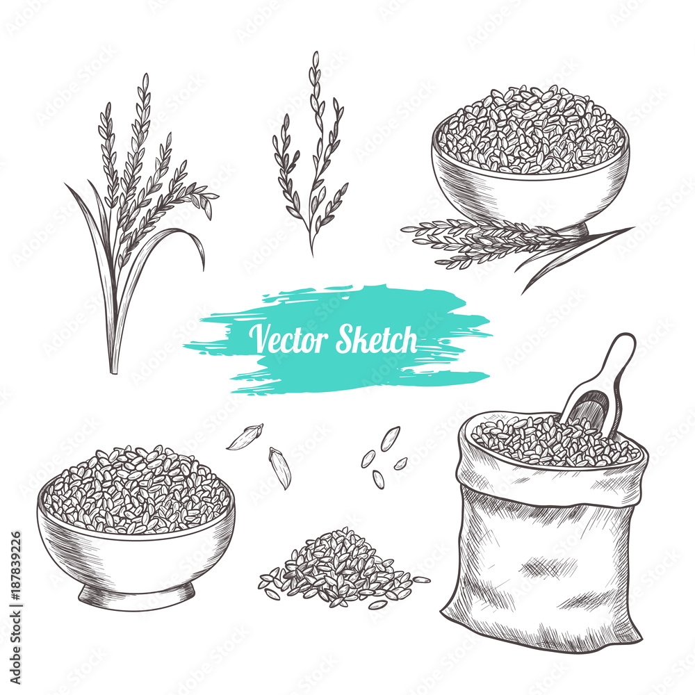 Vector rice hand drawn sketch . Sketch vector illustration. Vintage ...