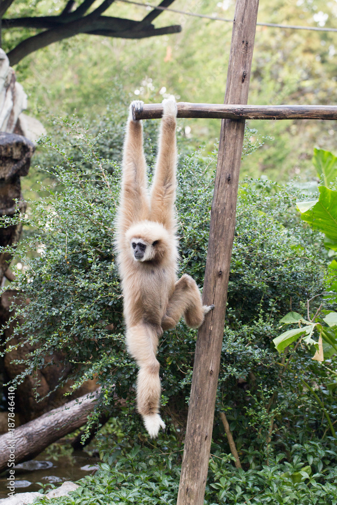 Monkey Hanging On Tree