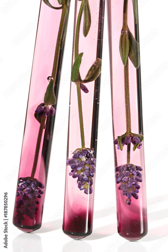 Lavender extract.lavender spa. lavender flowers in laboratory flasks ...