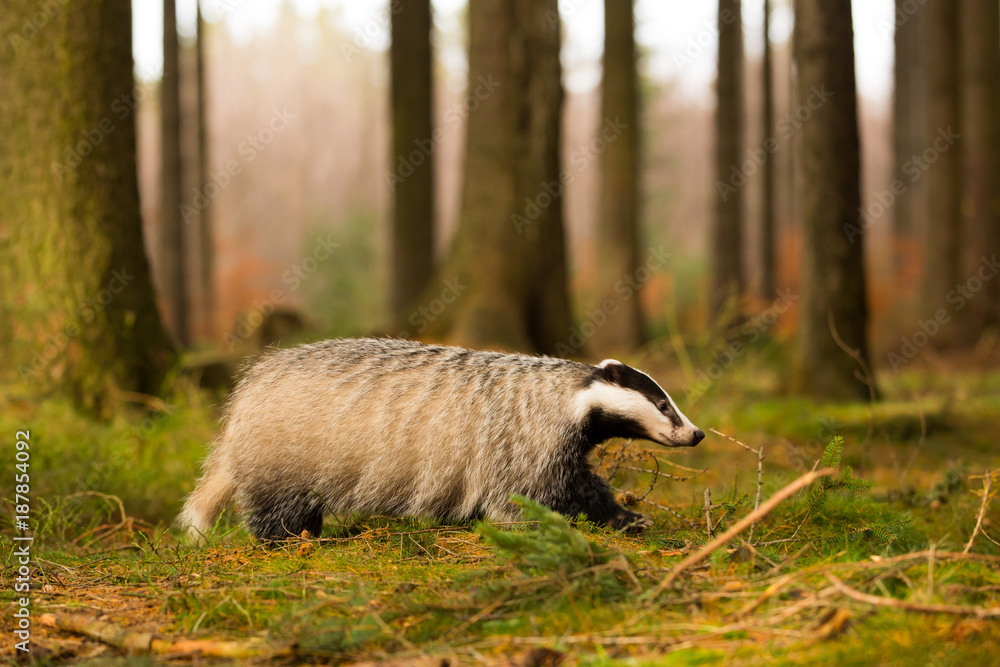 Dachs läuft im Wald Stock-Foto | Adobe Stock