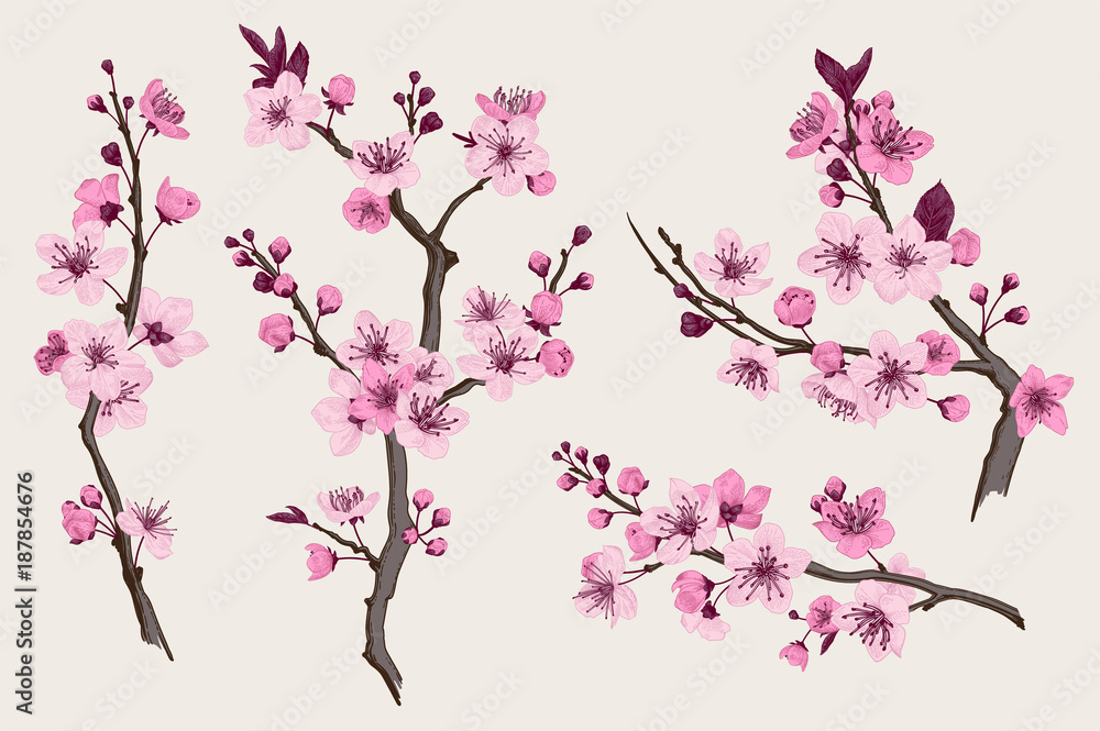 Sakura. Pink cherry blossom branch. Vector botanical illustration. Set ... Sakura. Pink cherry blossom branch. Vector botanical illustration. Set ...
