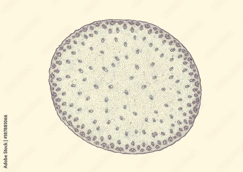 Zea mays, typical monocot stem with scattered bundles - cross section ...