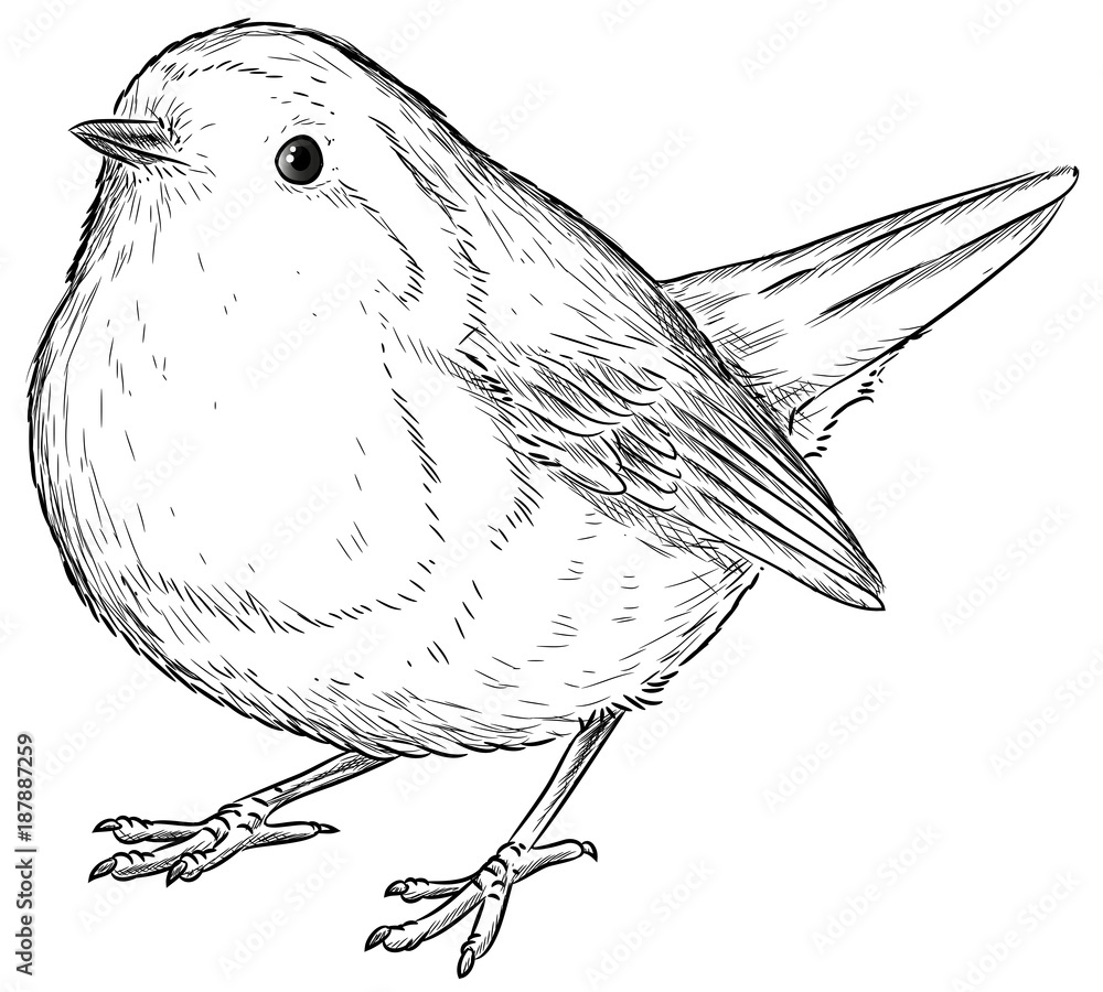 Rotkehlchen - Vektor-Illustration Stock Vector | Adobe Stock