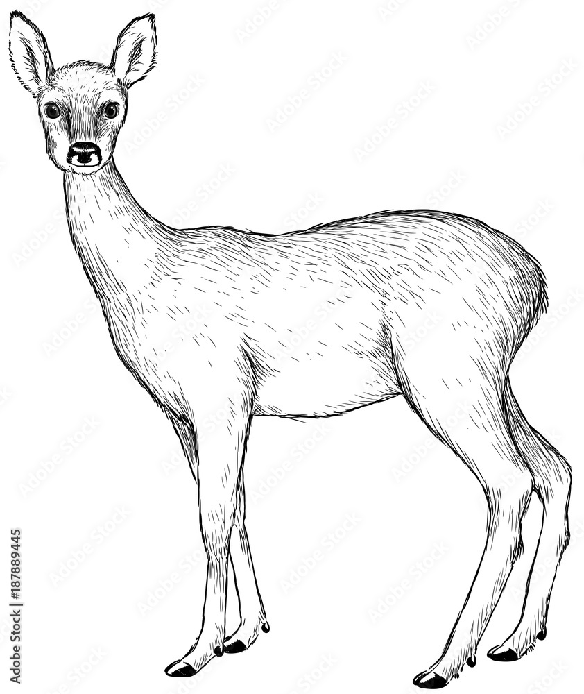 Reh - Vektor-Illustration Stock Vector | Adobe Stock