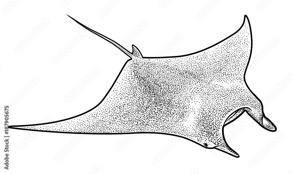Manta ray illustration, drawing, engraving, ink, line art, vector Stock ...