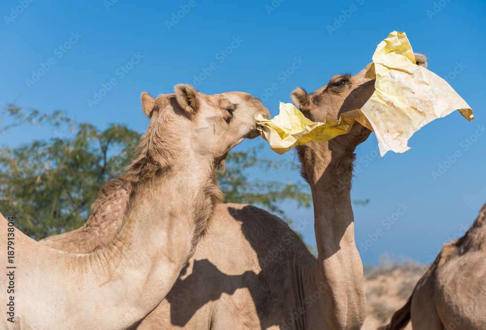 wild camels in the hot dry middle eastern desert eating plastic garbage ...