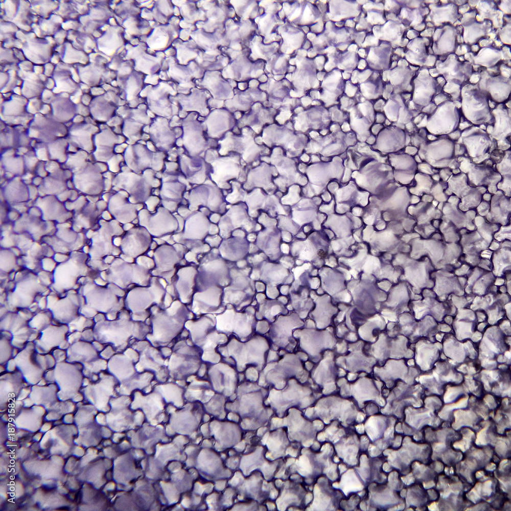 Plant tissue, plant cells under a microscope Stock Photo | Adobe Stock