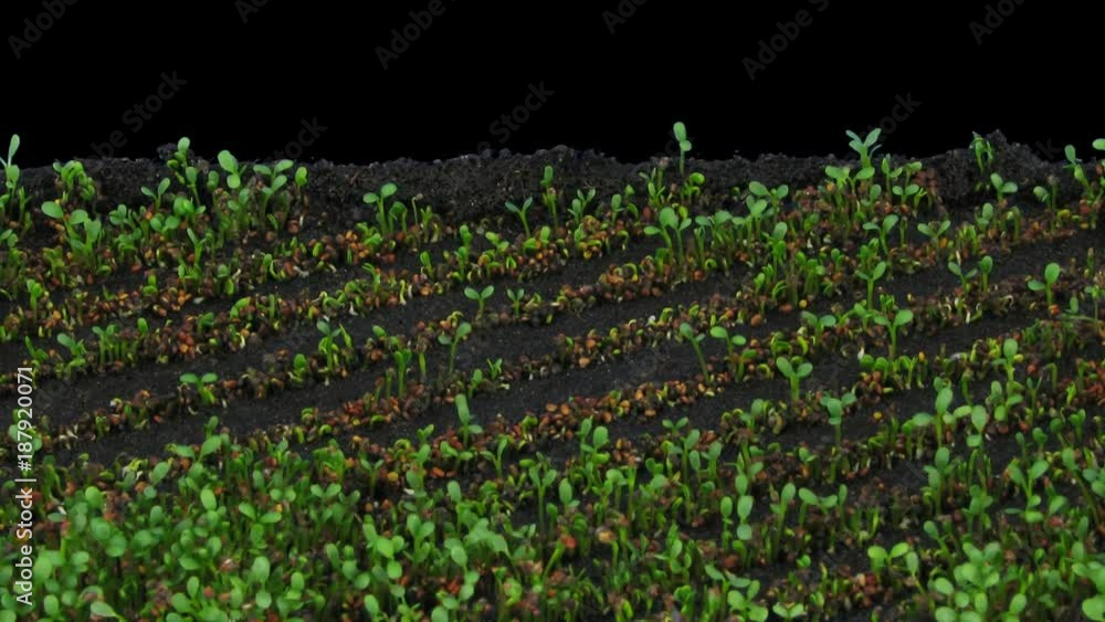 Time-lapse of growing clover plants in rows 1x1 in PNG+ format with ...