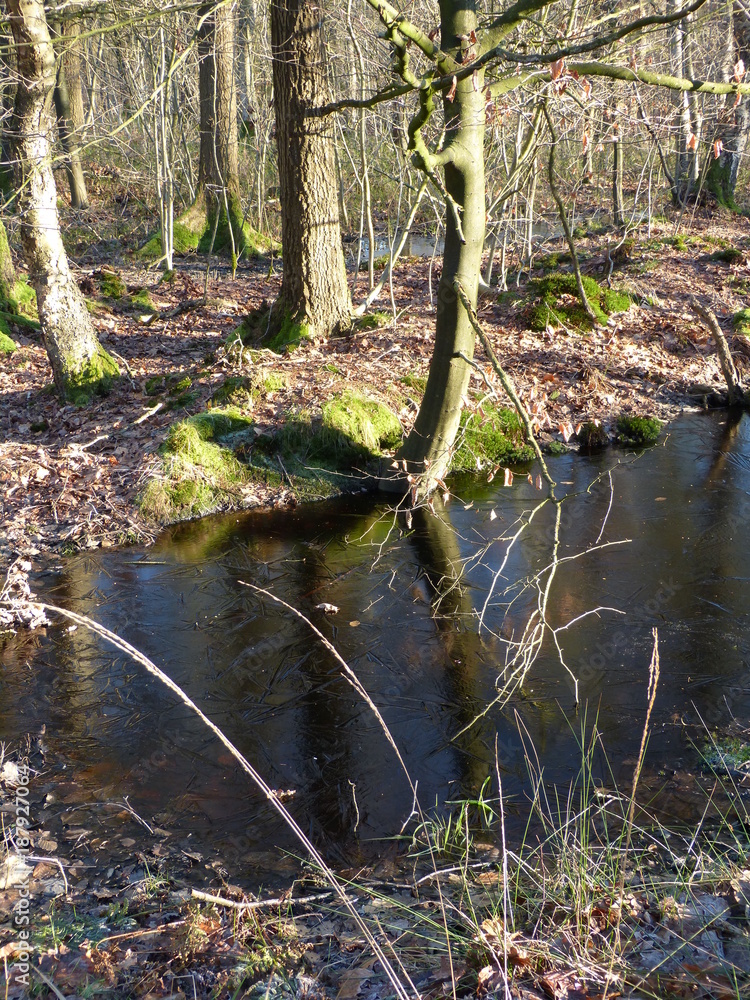 Renatured winter moor forest - Moorwald Aurich - renaturierter Moor ...