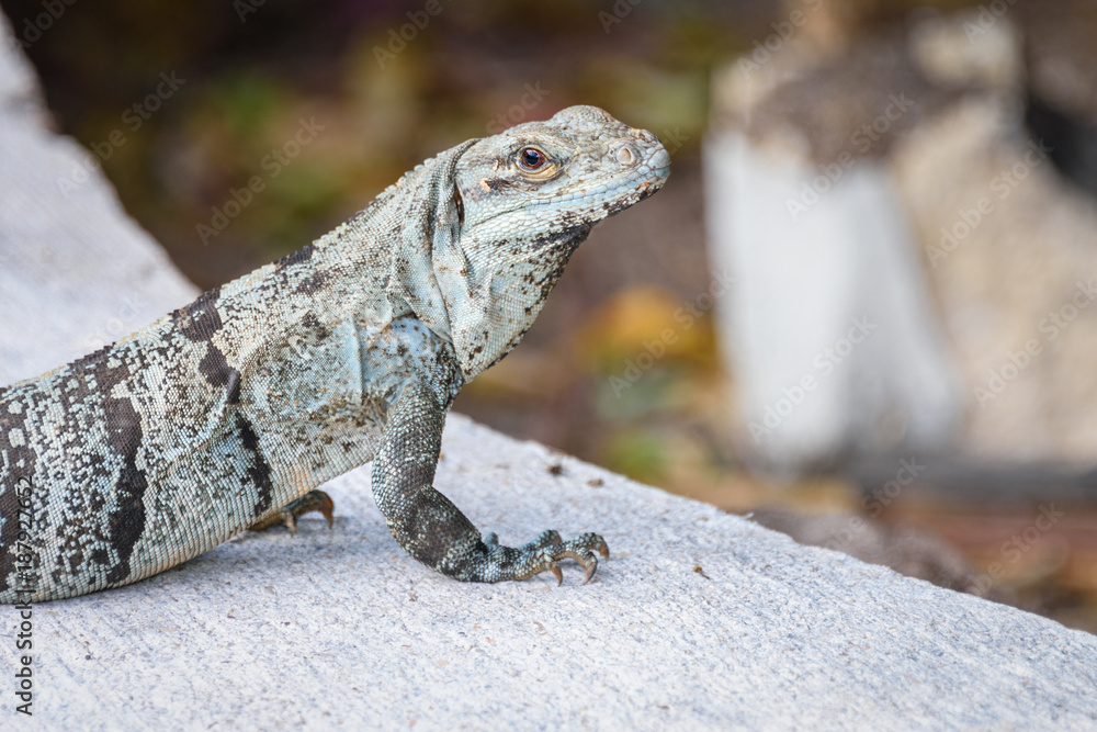 Baja blue rock lizard, Petrosaurus thalassinus, basking in the sun ...