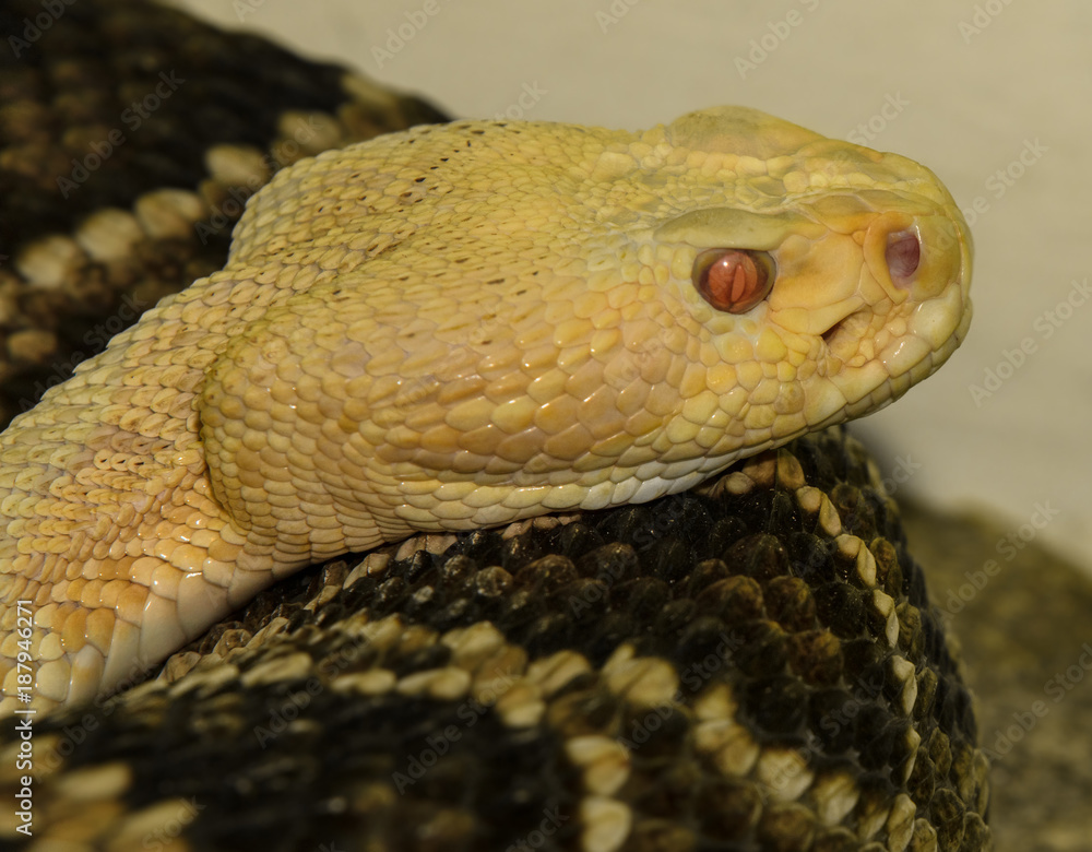 Albino Eastern Diamondback Rattlesnake
