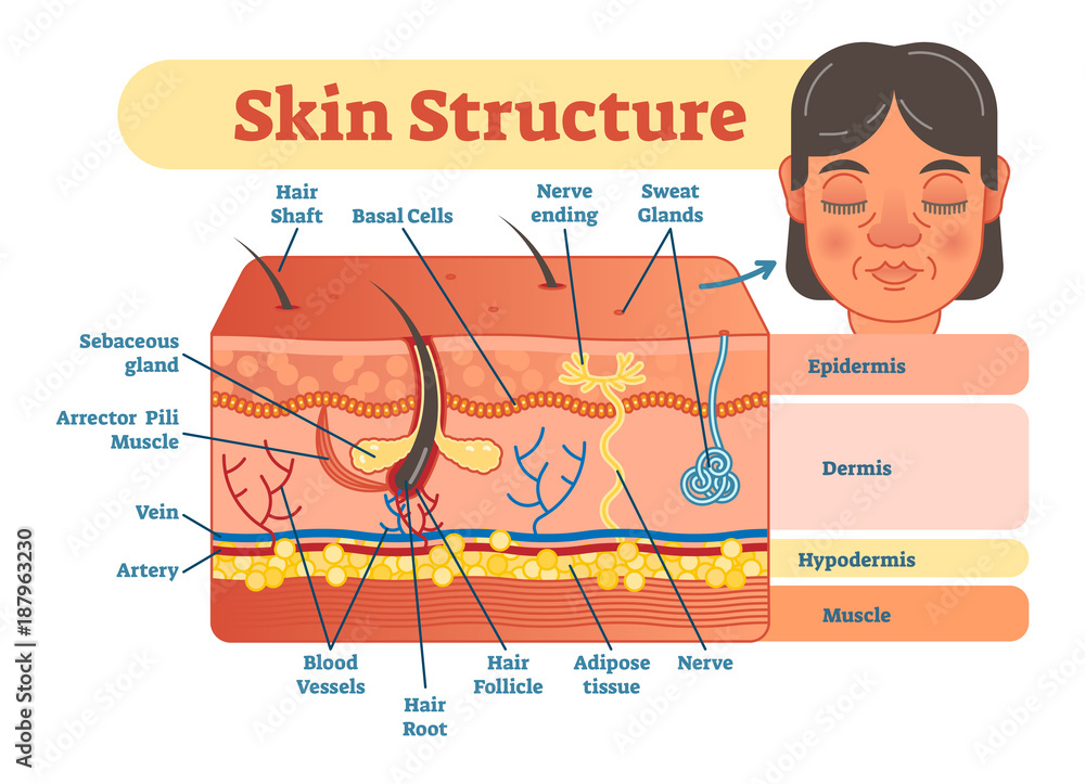 Skin structure vector illustration diagram with skin layers and main ...