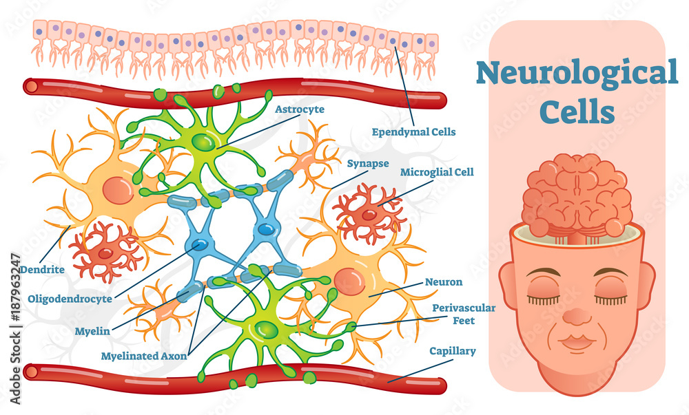 Neurological cells vector illustration diagram. Educational medical ...