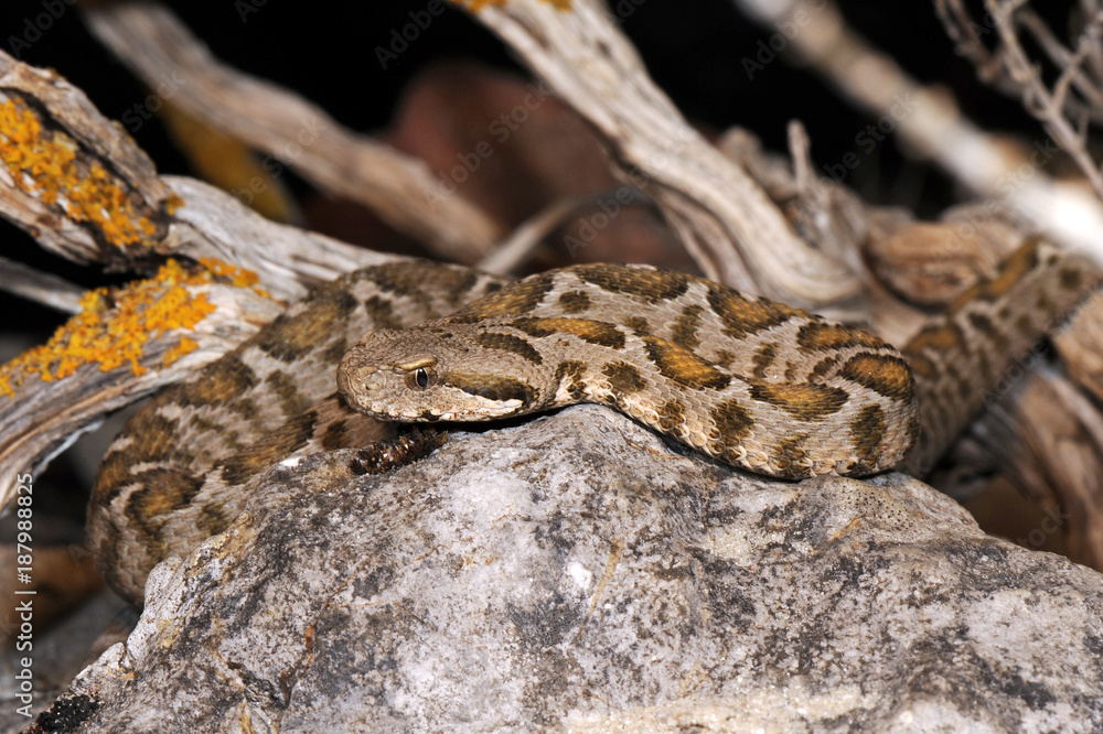 Wagners Bergotter (Montivipera wagneri) - Wagner's viper Stock Photo ...