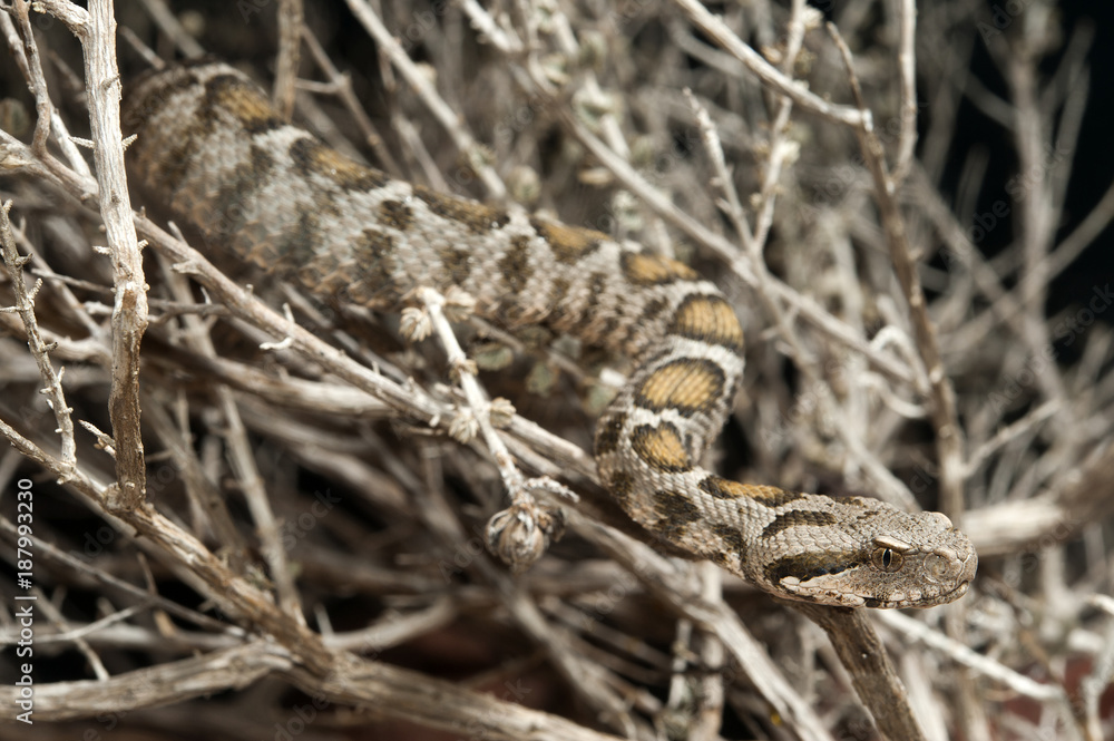 Wagners Bergotter (Montivipera wagneri) - Wagner's viper Stock Photo ...