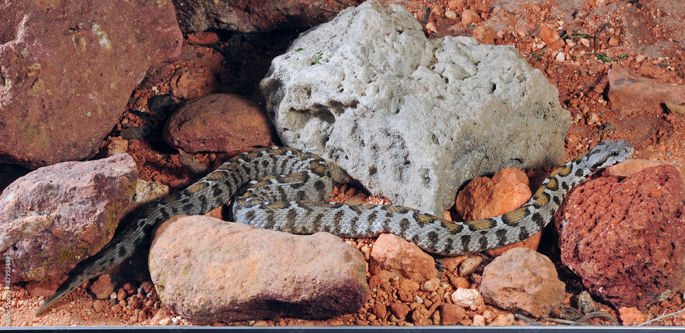 Wagners Bergotter (Montivipera wagneri) - Wagner's viper Stock Photo ...