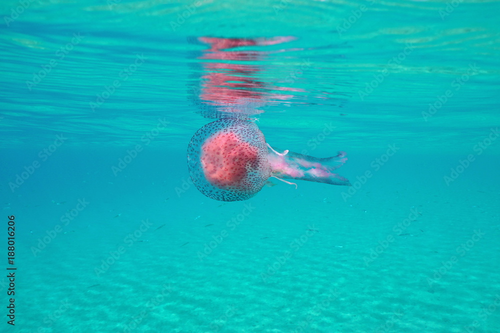 Jellyfish under water surface in the Mediterranean sea, mauve stinger ...