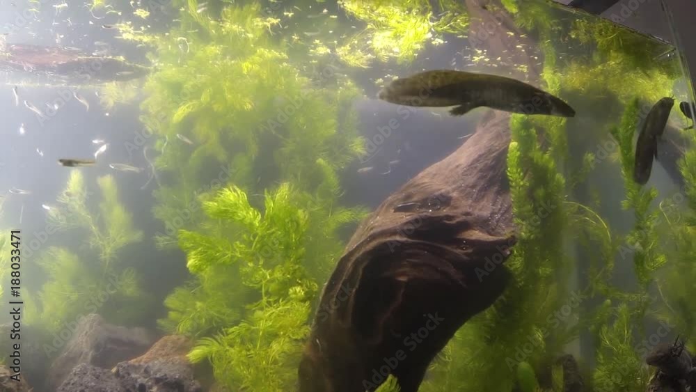 Mexican axolotl, the most mysterious and promising neotenic salamander ...